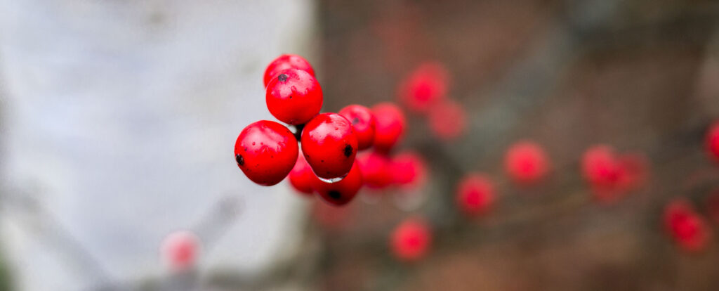 Maraṇasati Practice with Bhikkhu Anālayo - Barre Center for Buddhist ...